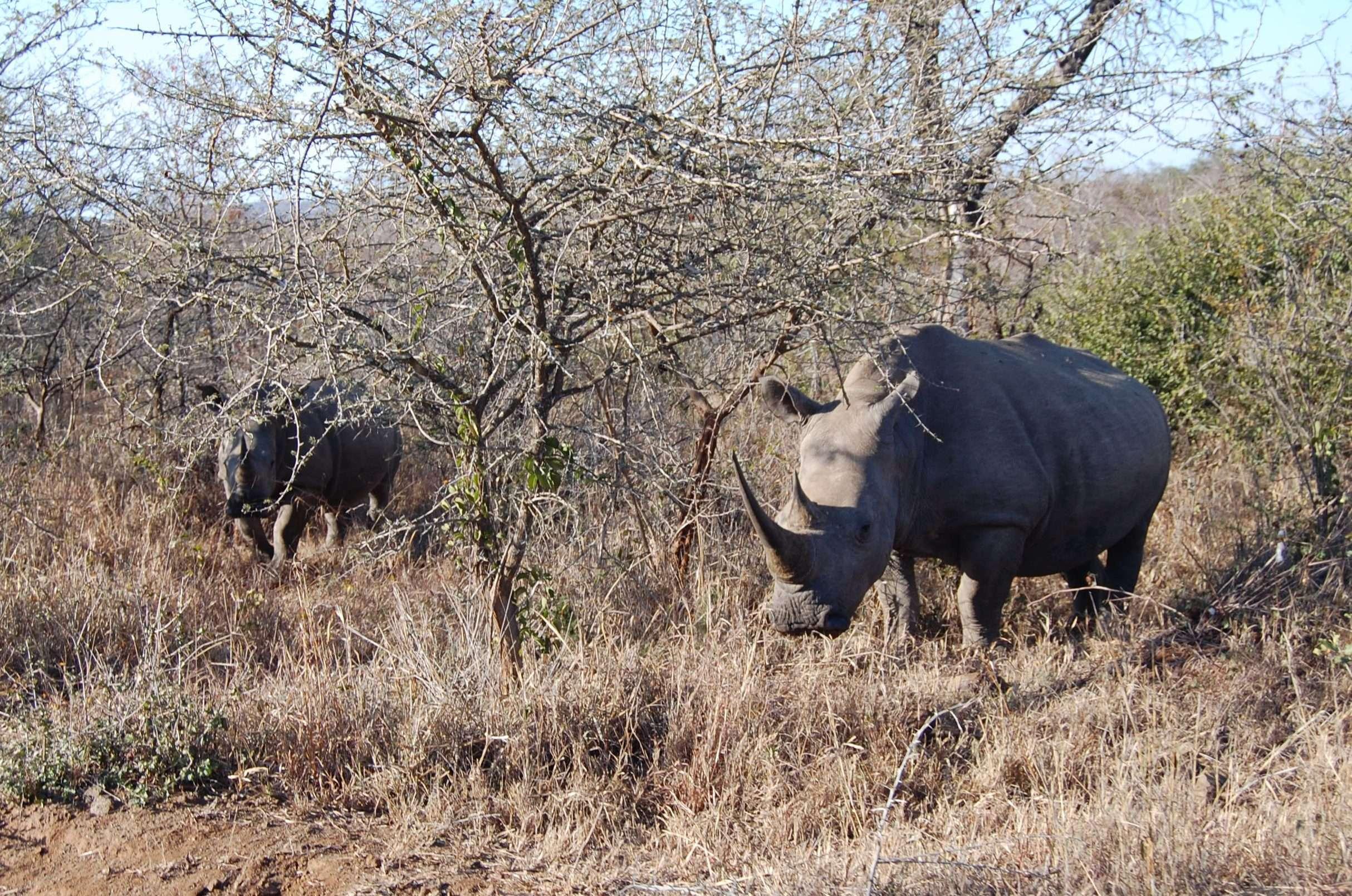 Hluhluwe Imfolozi Park Self Drive Safari | South Africa KZN