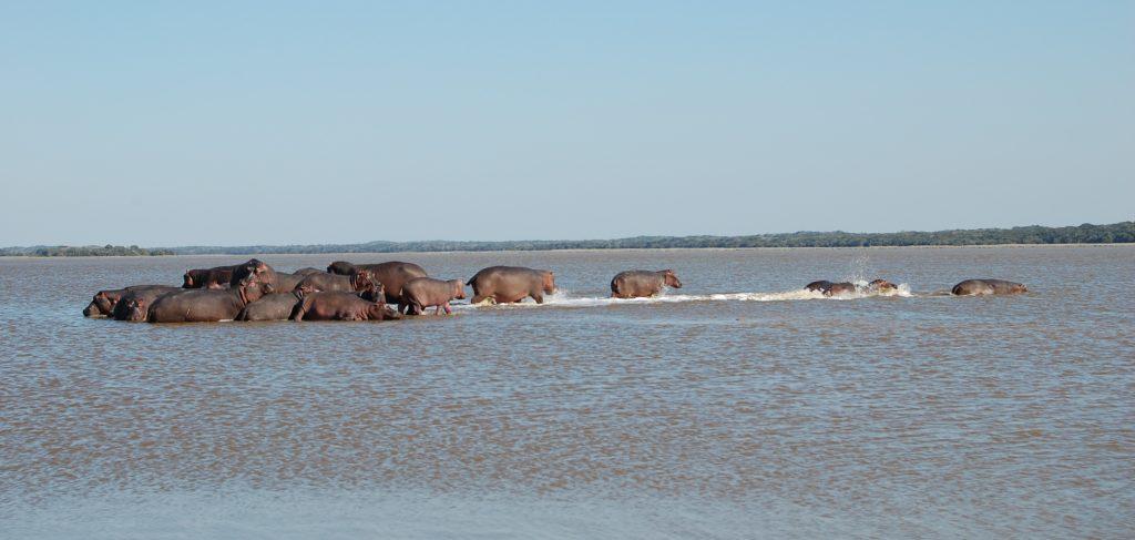 Maputo Elephant Reserve Safari Tour